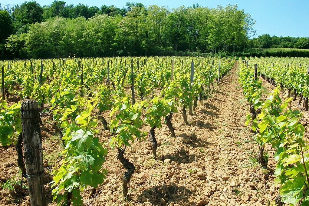 Photo gallery of vineyard and vines - Domaine des Gandines