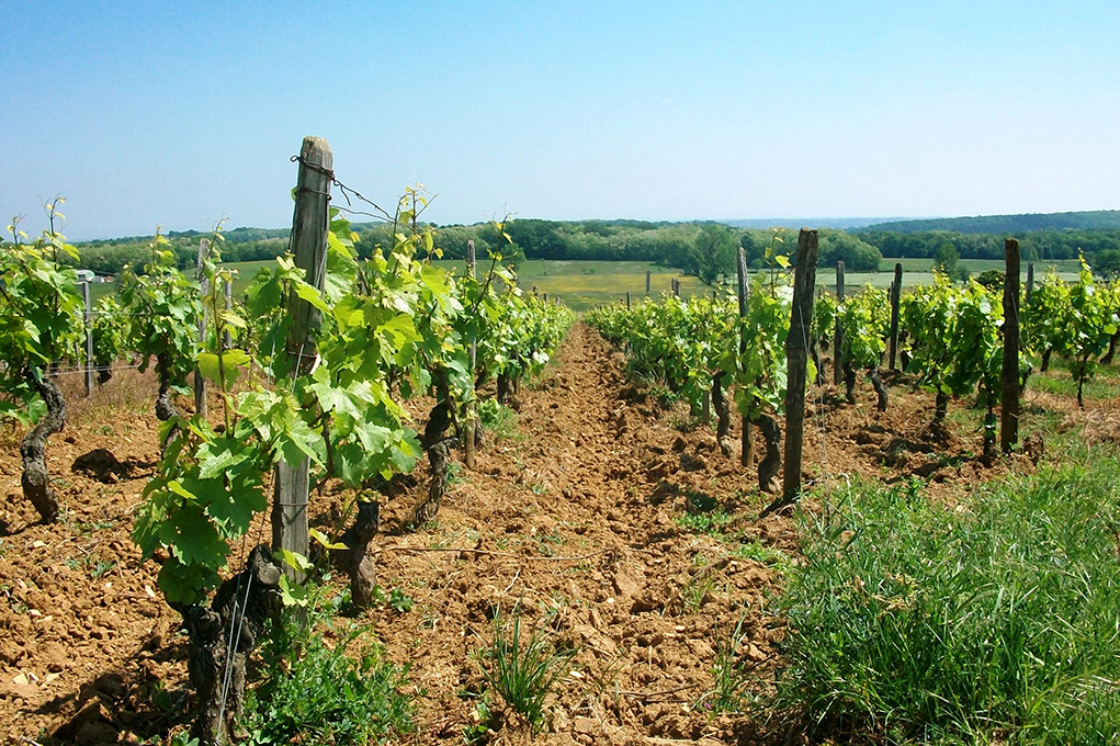 Photo gallery of vineyard and vines - Domaine des Gandines
